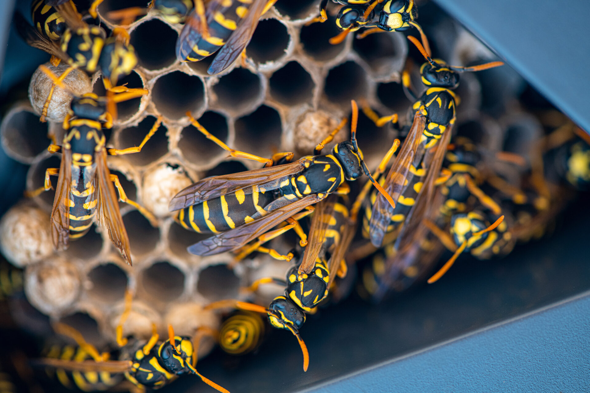 Conseil guêpes - Beetebuerg