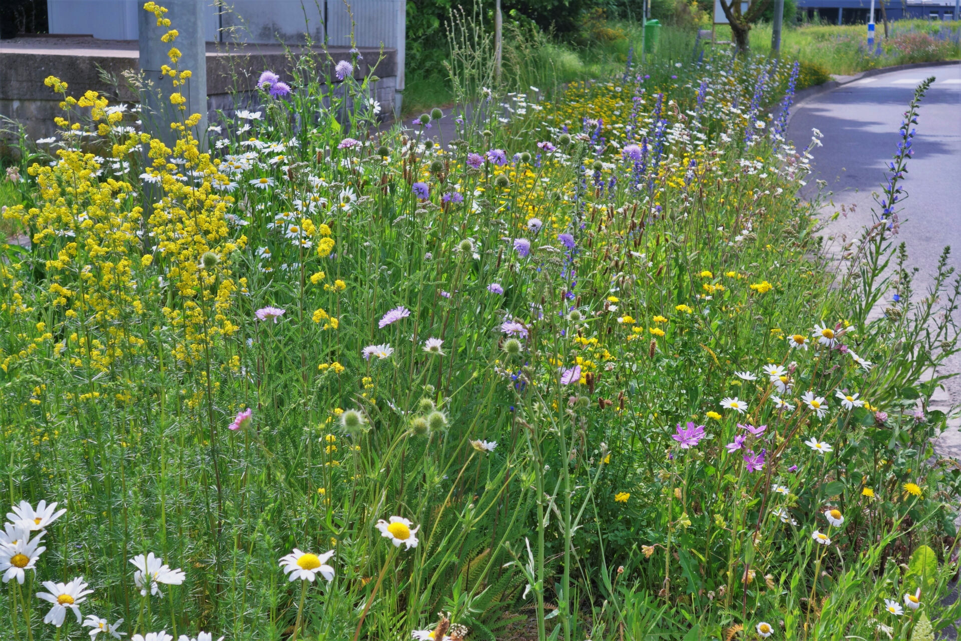 Semences "Wëllplanzesom Lëtzebuerg" - Beetebuerg